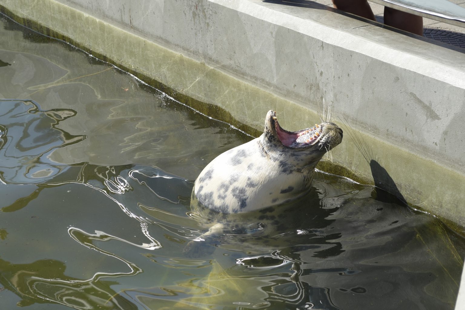 Hel to nie tylko foki! Zobacz które atrakcje warto zobaczyć | Skomplikowane