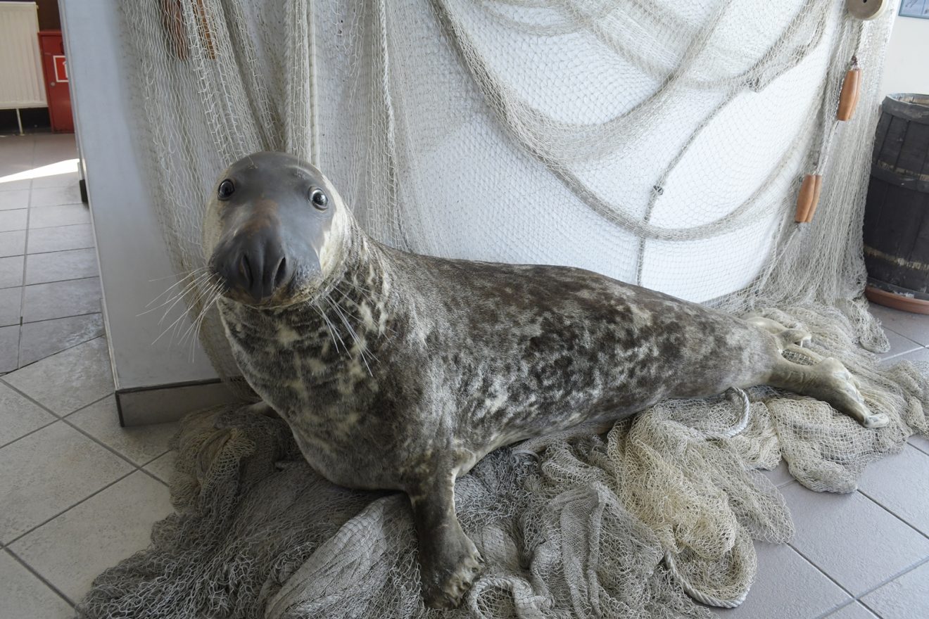 Hel to nie tylko foki! Zobacz które atrakcje warto zobaczyć | Skomplikowane