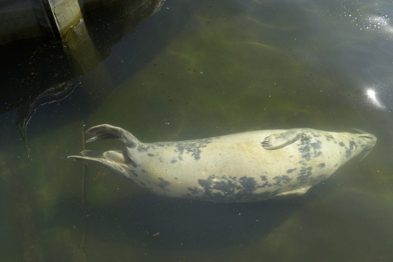 Hel to nie tylko foki! Zobacz które atrakcje warto zobaczyć | Skomplikowane