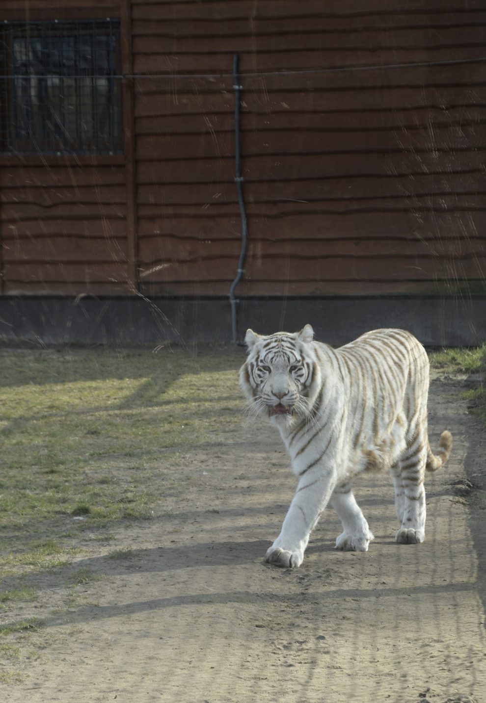 Zoo Safari Borysew - dla osób, którym marzy się zobaczyć białe lwy i ...