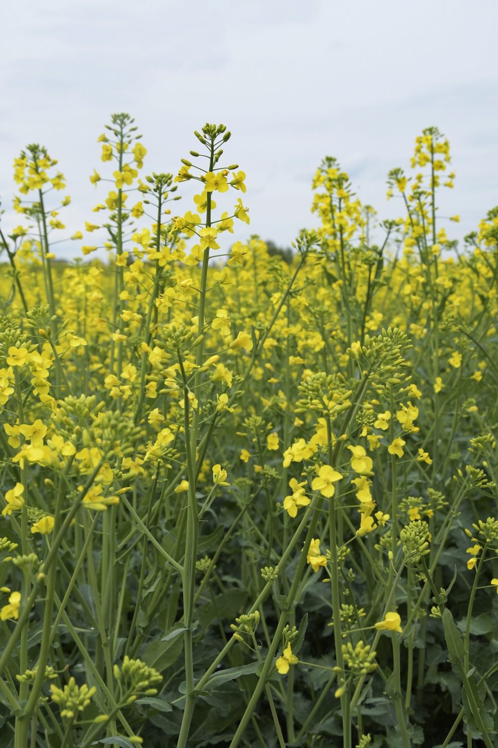 Szukasz pola rzepaku? Piękne plenery fotograficzne znajdziesz w ...